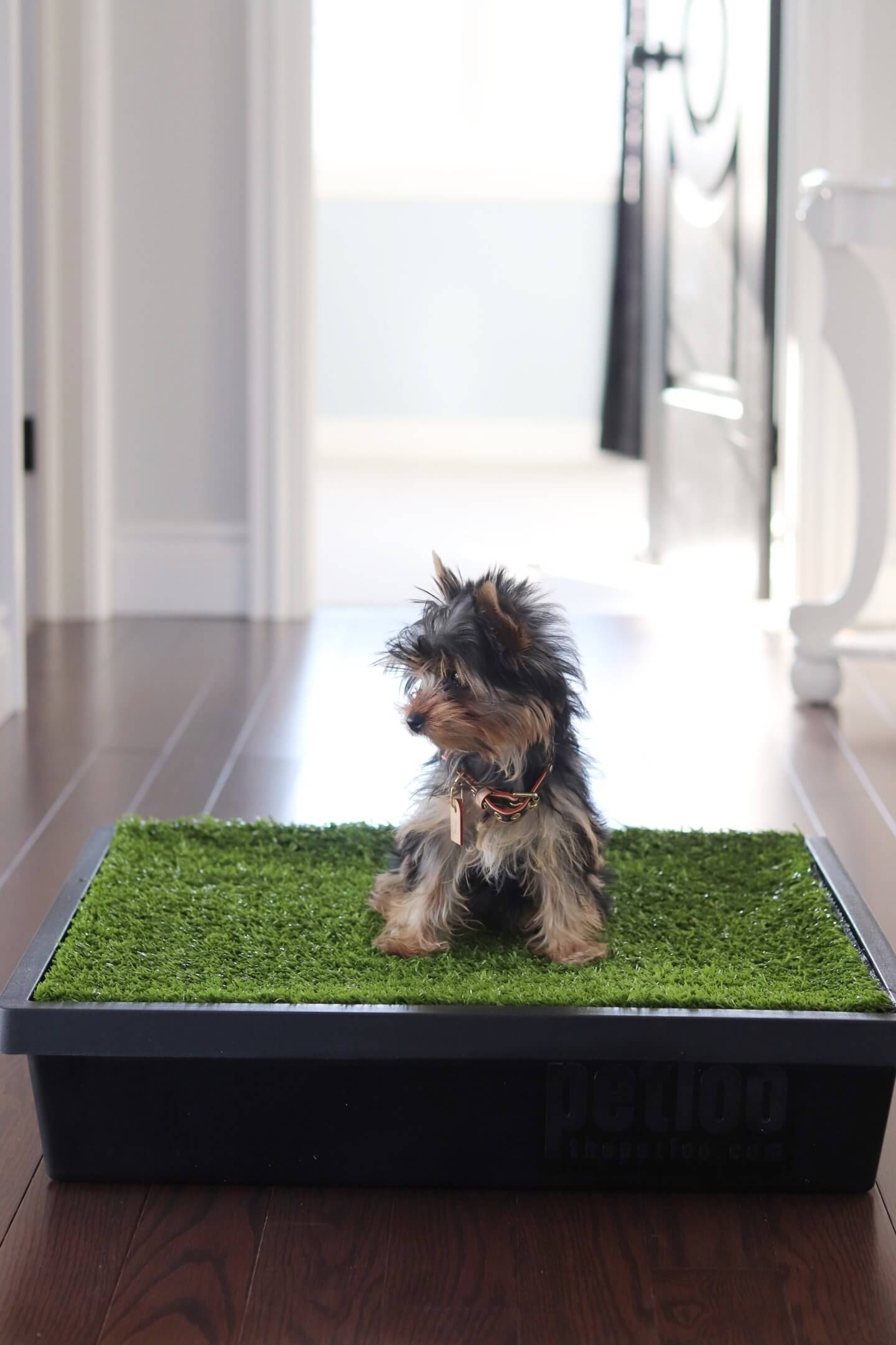 Puppy Training with the Pet Loo Portable Pet Toilet! - sparkleshinylove